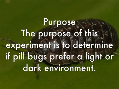 Pill Bug Lab Part 2 By Drew Patritti