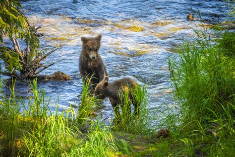 Grazers Spring Cubs 2024 Coastal Brown Bears Katmai Natio Flickr