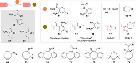Incorporation Of Azido Amino Acids Via Genetic Manipulation In Proteins