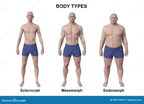 A D Illustration Of A Male Body Showcasing Three Different Body Types Ectomorph Mesomorph