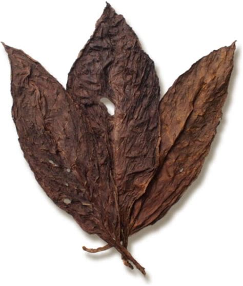 Finest Quality Whole Tobacco Leaves Online Tobacco Shop Total Leaf