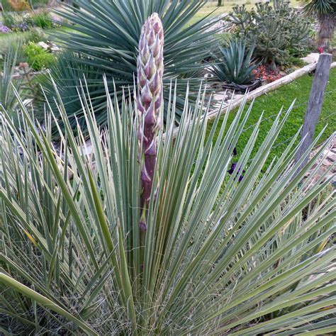 Palmlilie Yucca Rostrata Sapphire Skies Weiß