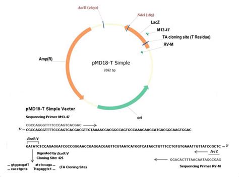 Pmd18 T Simple Vector Sino Biological