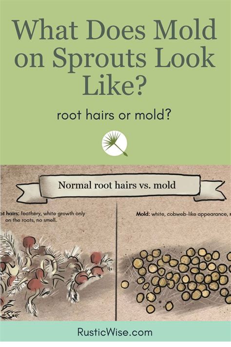 Broccoli Sprouts Mold