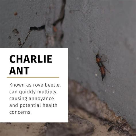 Popular Product Fast Acting Pestoff Mighty Bugs Spray Kills Charlie