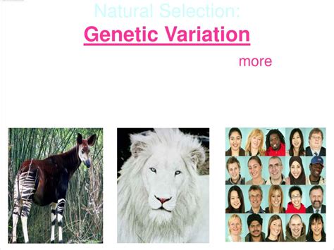 Ppt Notes Will Cover Evolution Mutations Natural Selection Genetic