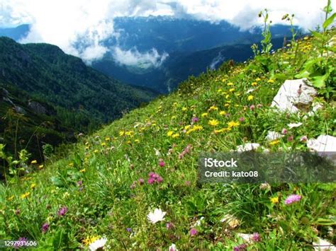 분홍색 빨간 클로버 와 다른 노란색 꽃과 숲덮여 있는 줄리안 알프스의 슬로프와 산이 있는 다채로운 알프스 초원 꽃 식물에 대한 스톡 사진 및 기타 이미지 Istock