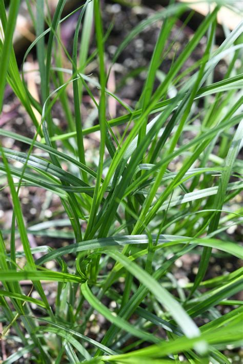 Scirpus Cyperinus Possibility Place