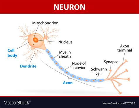 Structure A Typical Neuron Royalty Free Vector Image