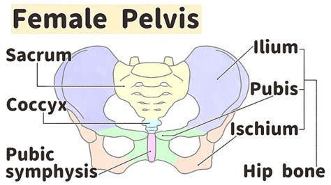 Female Pelvis Anatomy Front View Labeled Diagram Ilustrasi Stok Unduh Gambar Sekarang Mirip