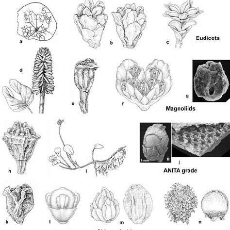 Pdf Recognising Angiosperm Clades In The Early Cretaceous Fossil Record