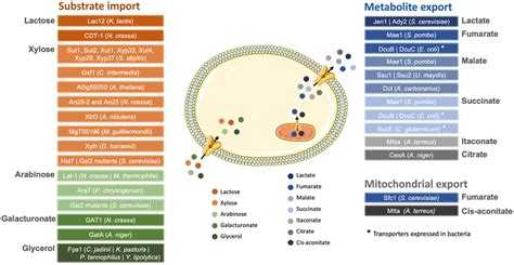 The Expression Of Endogenous Or Exogenous Membrane Transporter Genes In