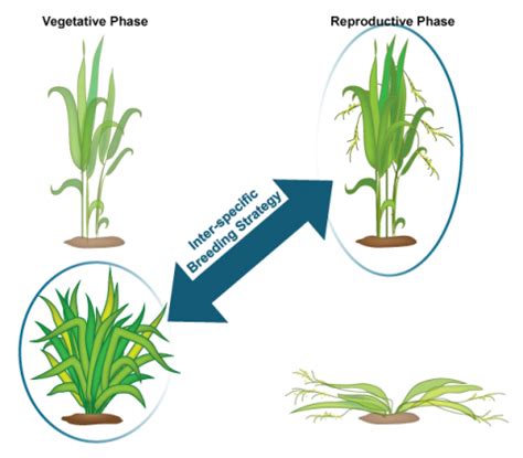 Chapter Rice Breeding Crop Improvement