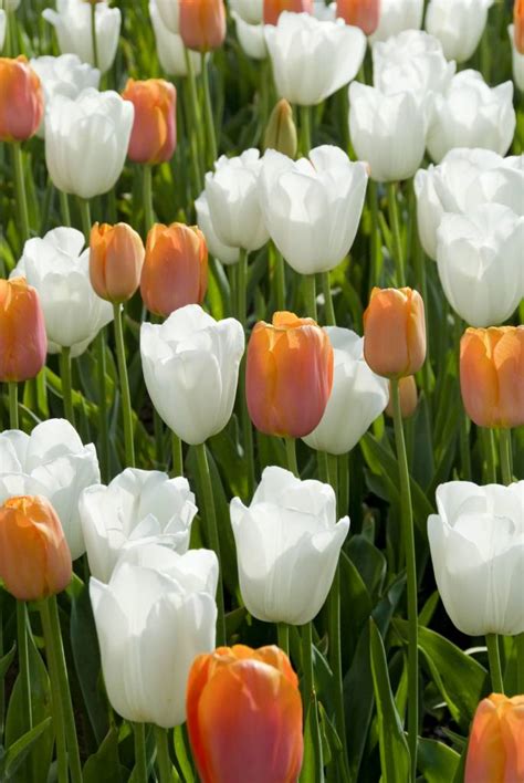 Tulip Bulbs Dordogne Huge Pastel Coloured Flowers Tulip Store