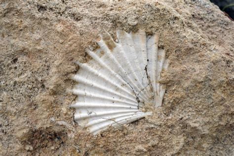 How To Clean Shell Fossils Step By Step Guide Rock Seeker