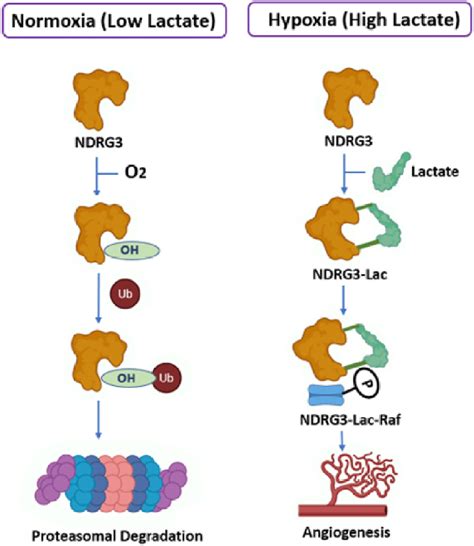 Proteasomal Degradation Normoxic Conditions Vs Angiogenesis Hypoxic