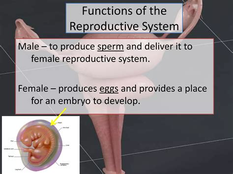 The Reproductive System PPT