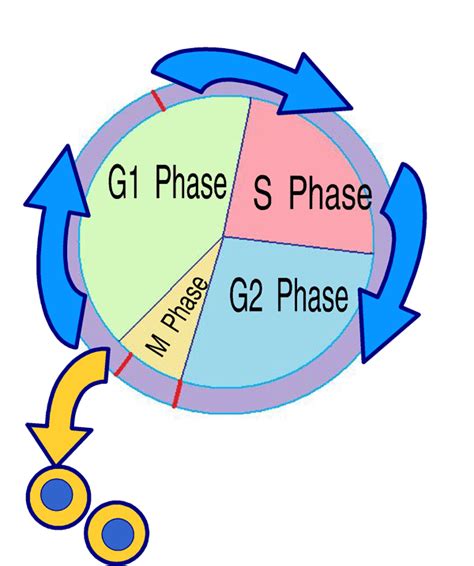 Cell Cycle Diagram Clipart Best Cell Cycle Diagram Clipart Best