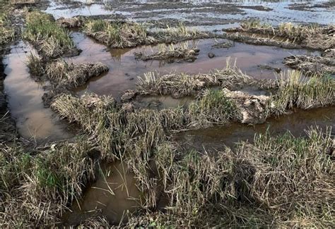 A Photography Of A Muddy Field With A Puddle Of Water Labyrinth Of Muddy Patches In A Marshy