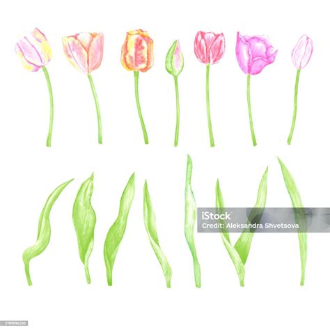 손으로 그린 수채화 세트 화려한 튤립과 녹색 잎 흰색 배경에 고립 된 꽃의 그림입니다 엽서 라벨 스크랩북 및 기타 인쇄 제품에 사용할 수 있습니다 National Women