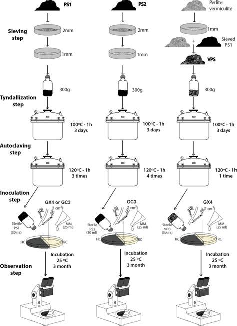 Methods And Time Of Sterilization To Obtain A Contamination Free Download Scientific Diagram