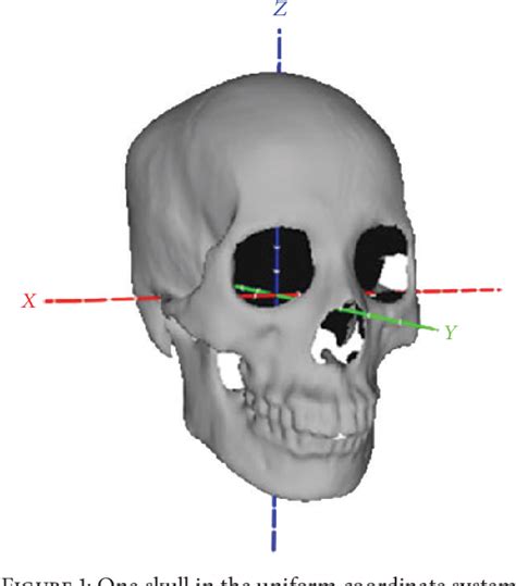 Figure 1 From Automatic Sex Determination Of Skulls Based On A Statistical Shape Model