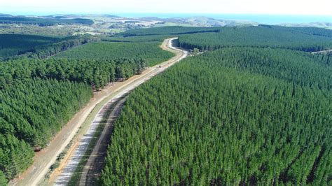 Plantation Forestry Forestrysa