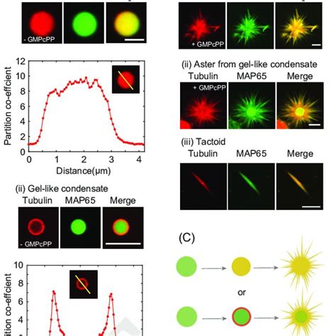 Tubulin Colocalization And Microtubule Organization With Map65