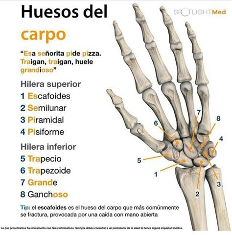 Nombre De Los Huesos De Tarso