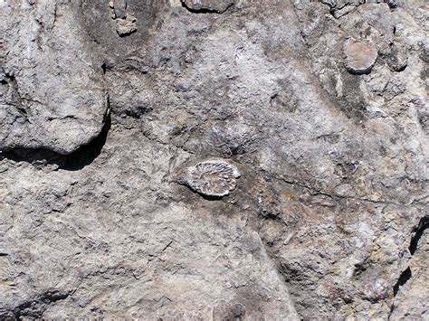 Moseyin Along Devonian Fossil Gorge