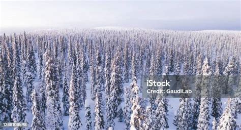 눈으로 뒤덮인 하얀 침엽수 숲 나무의 드론에서 바라보는 공중 보기 라플란드의 경치 좋은 랜드마크 리시툰투리 국립공원의 눈덮인