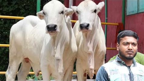 ব্রাহামা বাচ্চার চমক দেখুন। সেরা মানের ষাঁড় বাচ্চা কিনুন। বিসমিল্লাহ এগ্রো ফার্ম Youtube