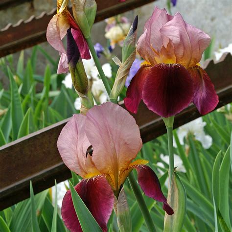 Buy Iris Germanica Salonique Bearded Iris Sarah Raven