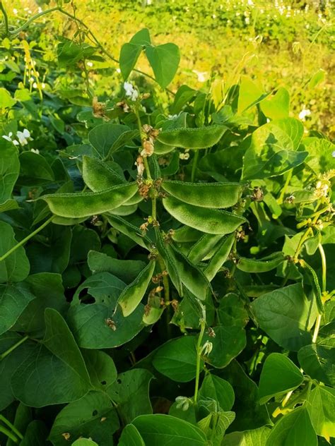 နှမ်း ပဲတီစိမ်း မတ်ပဲ ပဲကြီး စိုက်ပျိုးနည်း