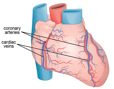 Circulatory System Biology For Majors Ii