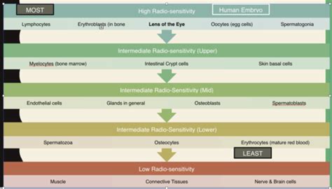 Cell Radio Sensitivity Flashcards Quizlet