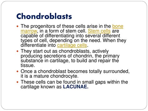 Ppt Connective Tissue Powerpoint Presentation Free Download Id9656345