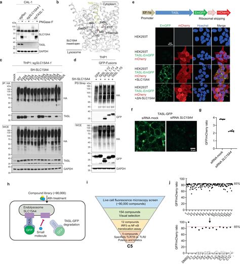 自身免疫性疾病患者的福音！新型蛋白降解变构诱导剂feeblin，可有效阻断炎症信号通路 知乎