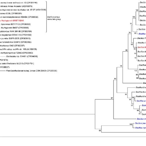Microscopic Characteristics Of Bacillus Thuringiensis Mybt18246 A