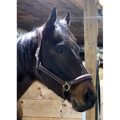 Licou De Cuir Fancy Stitching Chambriere