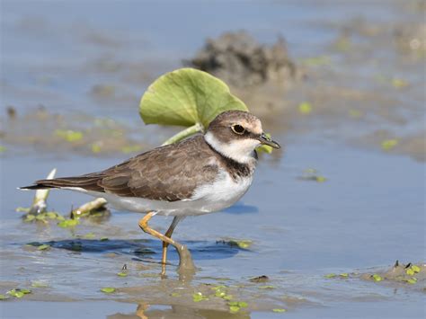 コチドリイカルチドリ 小さな可愛い生き物たち