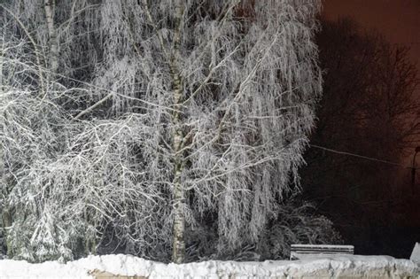 Premium Photo Winter Night Landscape Trees In The Snow And Shining Street Lights Colorful