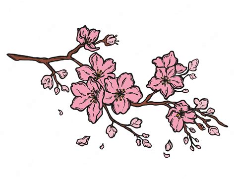 Premium Vector Cute Hand Drawn Sakura Branch Isolated On White Background Cherry Blossoms
