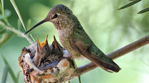 Tips For Making Your Yard A Hummingbird Nest Friendly Habitat