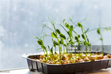 완두콩 마이크로그린을 클로즈업합니다 성장하는 마이크로 그린 새싹은 보기를 닫습니다 집에서 씨앗의 발아 비건 및 건강한 식습관 발아 씨앗 마이크로 그린 0명에 대한 스톡 사진