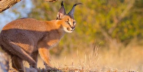 Een Caracal Als Huisdier 5 Redenen Waarom Dat Een Slecht Idee Is