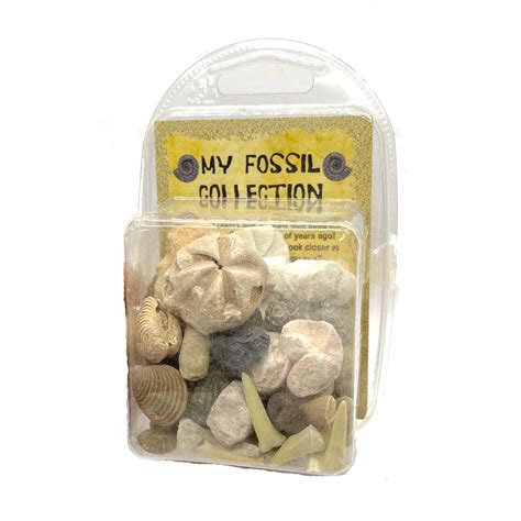 Jurassic Jacks Big Fossil Box Includes Triceratops Dinosaur Bone Etsy