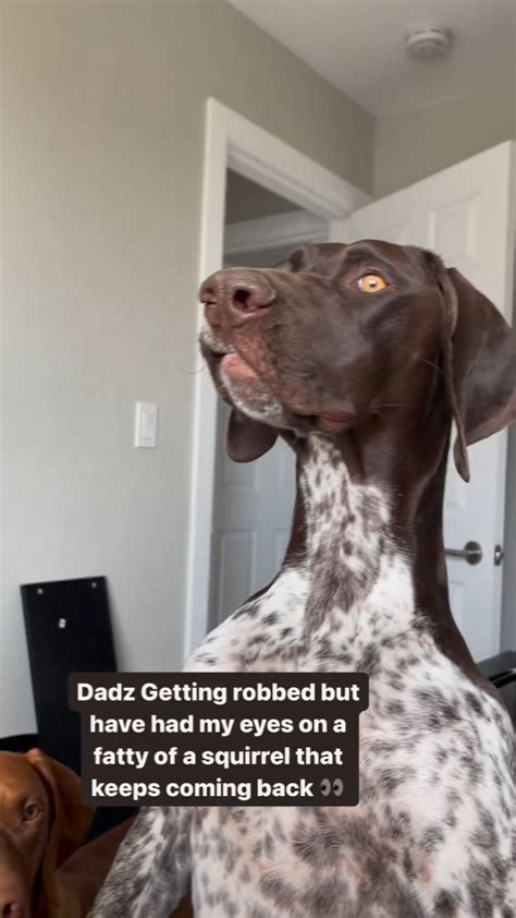 Gsp Corner™ Wonder Wut He Doin Out There Rn 🤔 🎥 Credit To Rockymtnwiggles 📲 Check Their