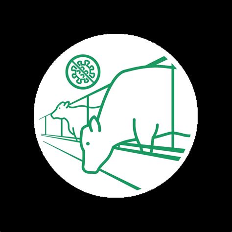 Proteja Su Ganado Lechero De La Acidosis Ruminal