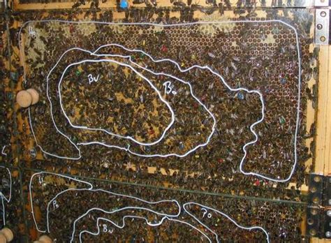 Fwf Project Honeybee Aggregation Artificial Life Laboratory